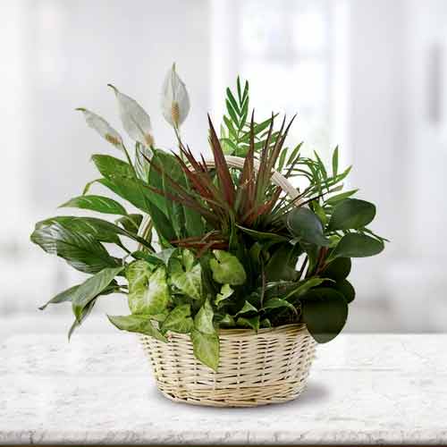 Online Live Plant Delivery USA | Send Potted Plants